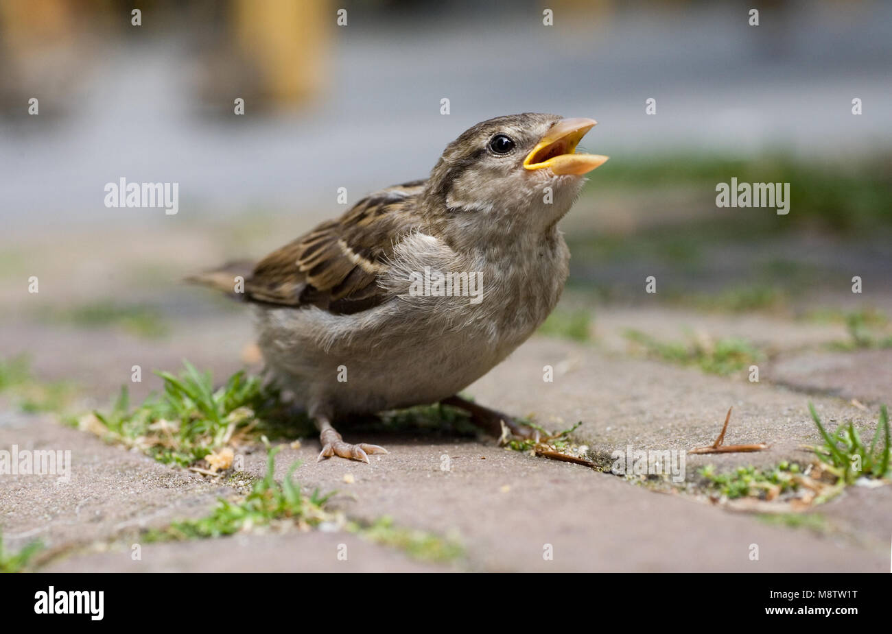 Immature house sparrow hi-res stock photography and images - Alamy
