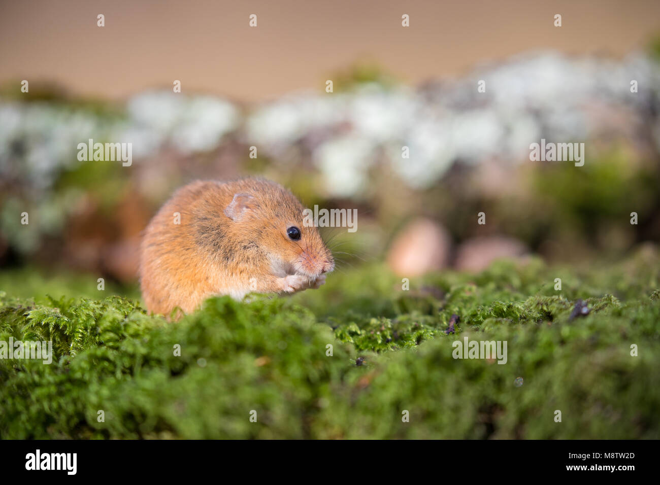 Harvest mouse in a woodland setting Stock Photo - Alamy