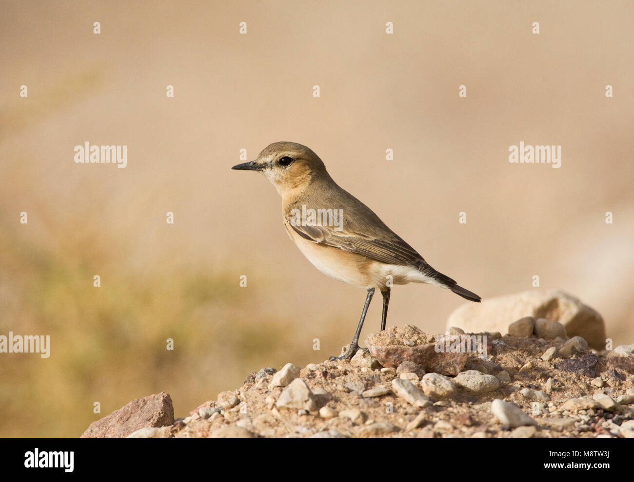 Izabeltapuit, Isabelline Wheatear, Oenanthe isabellina Stock Photo - Alamy