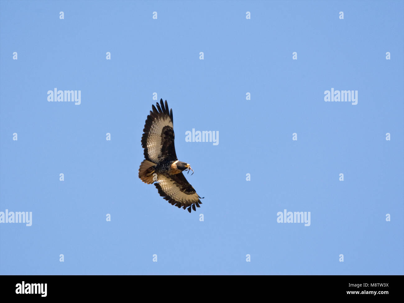 Jackal buzzard buteo rufofuscus hi-res stock photography and images - Alamy