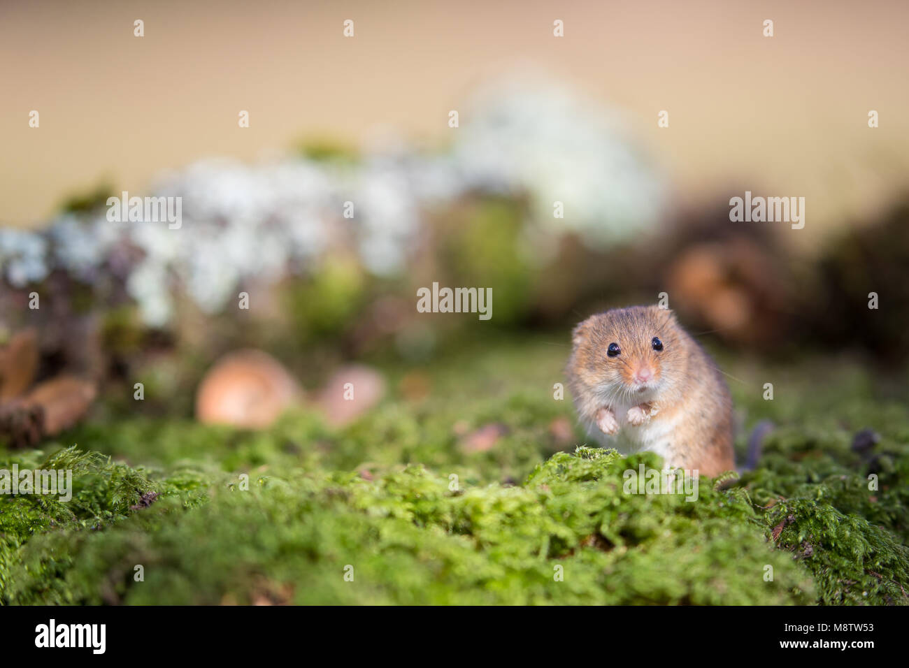 Harvest mouse in a woodland setting Stock Photo - Alamy