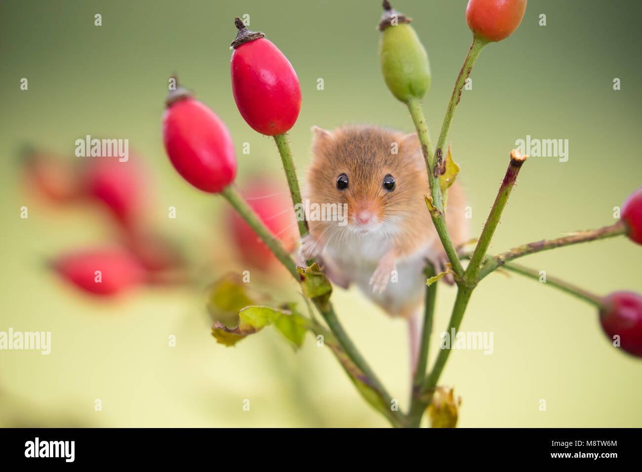 Acrobatic Animal High Resolution Stock Photography and Images - Alamy