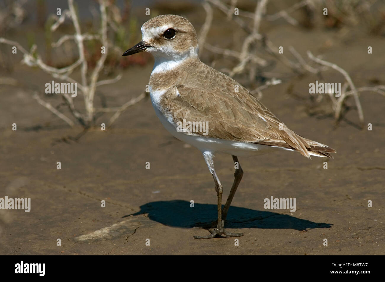 Kentish Plover female; Strandplevier vrouw Stock Photo - Alamy