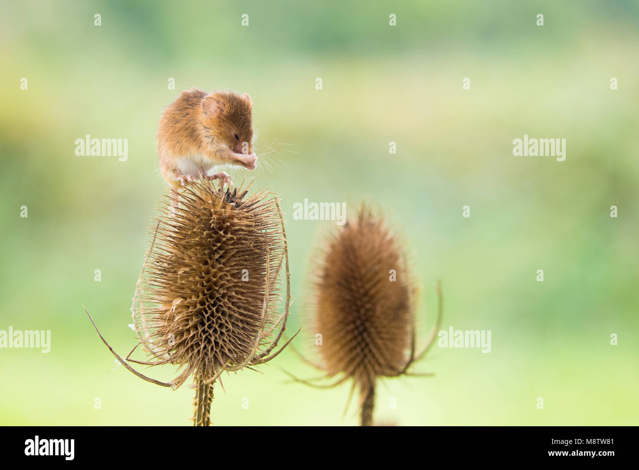 The little white mouse hi-res stock photography and images - Alamy