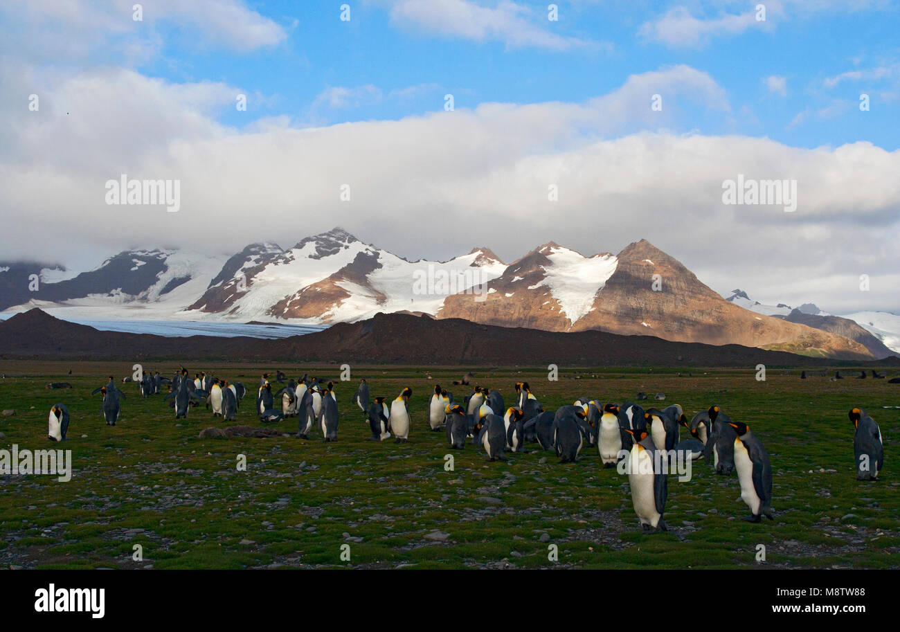 South georgia zuid georgia salisbury plain hi-res stock photography and ...