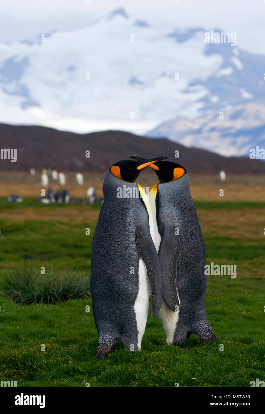South georgia zuid georgia salisbury plain hi-res stock photography and ...
