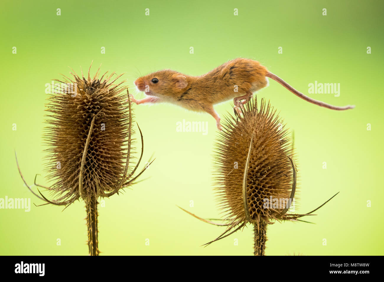 Next to the mouse hi-res stock photography and images - Alamy