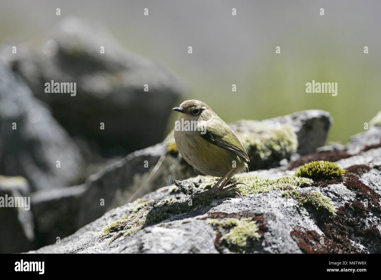 New zealand rock wren hi-res stock photography and images - Alamy
