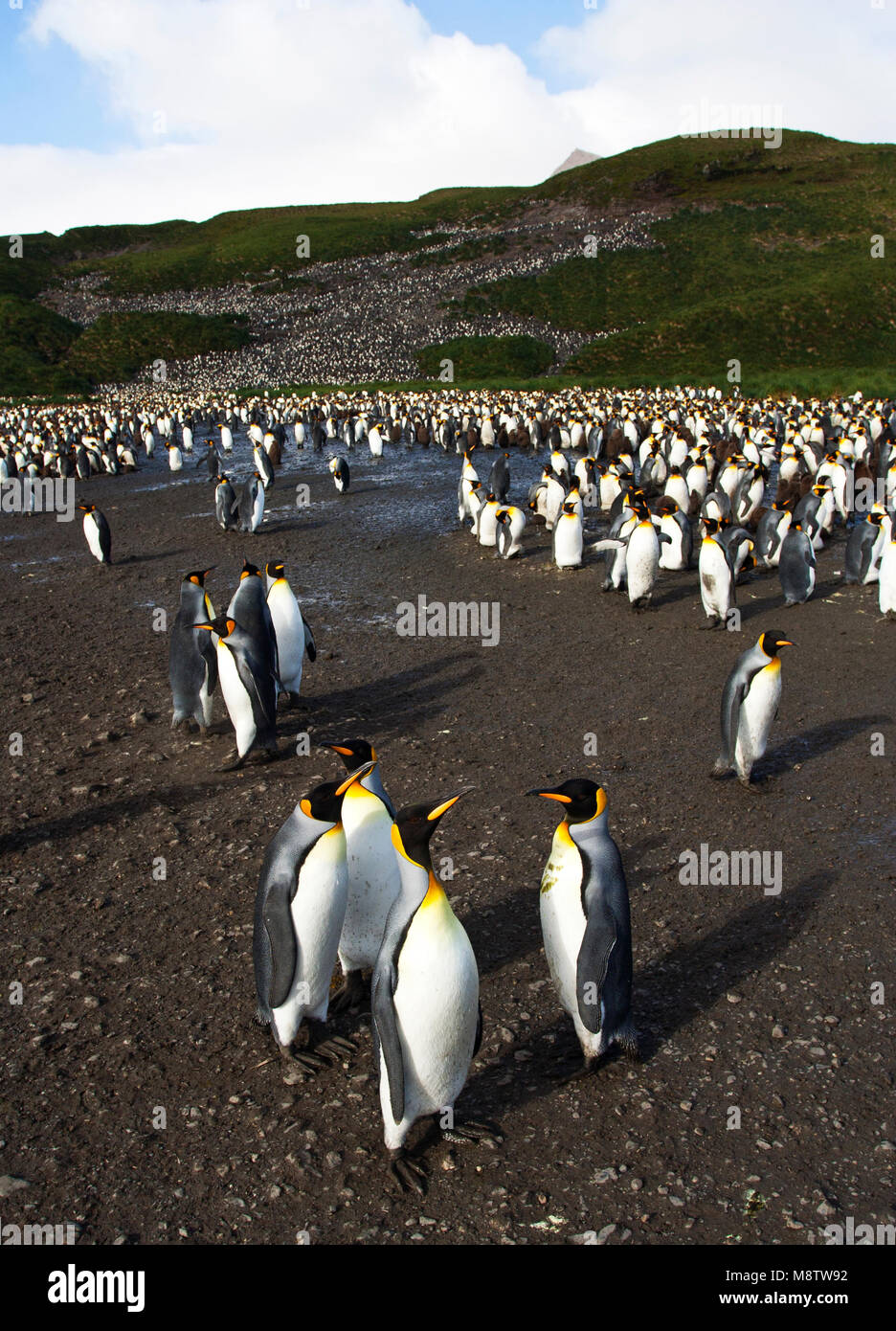 South georgia zuid georgia salisbury plain hi-res stock photography and ...