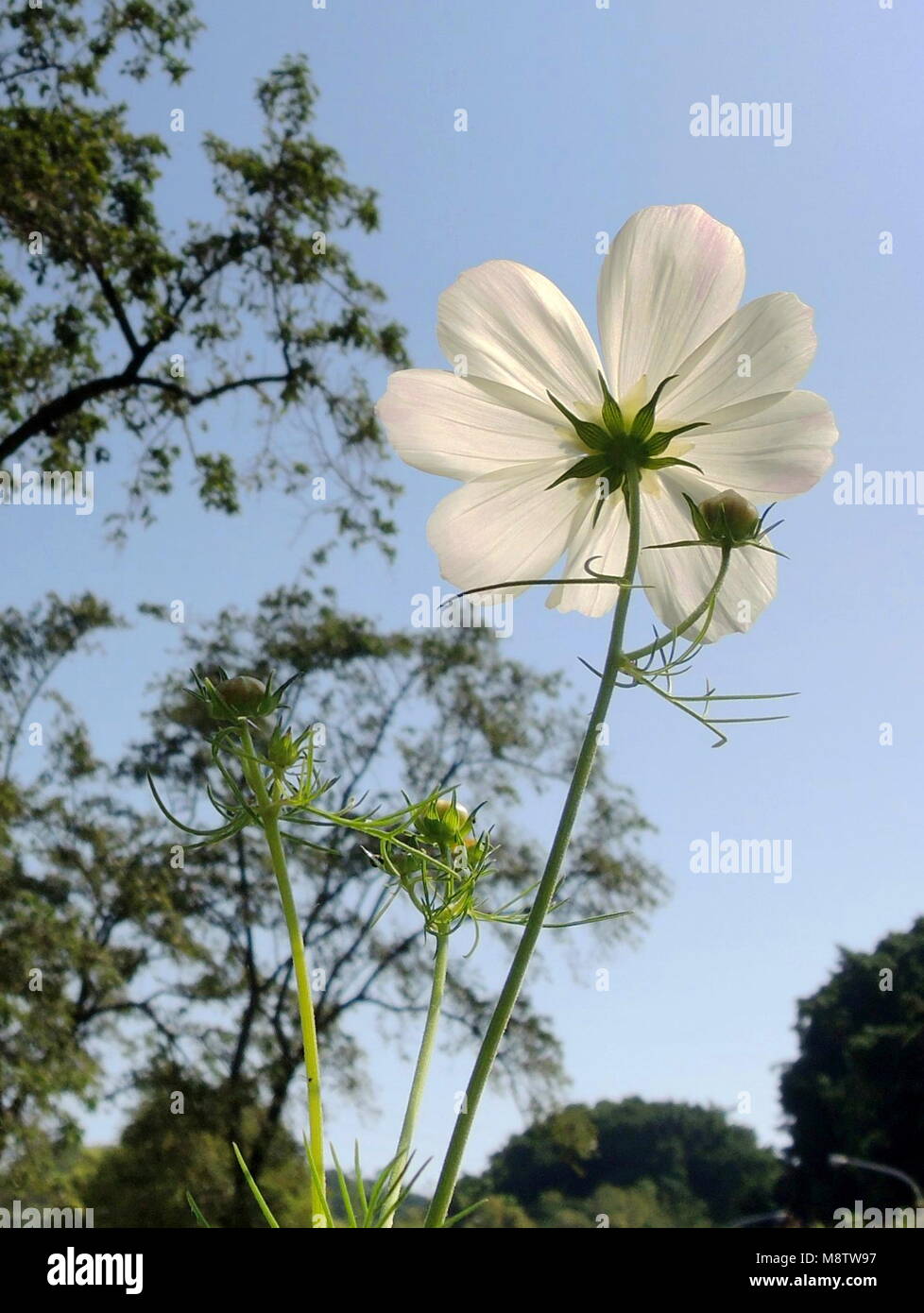 Flower view below hi-res stock photography and images - Alamy