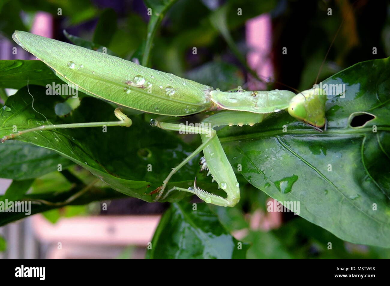 Insect drinking water garden hi-res stock photography and images - Alamy