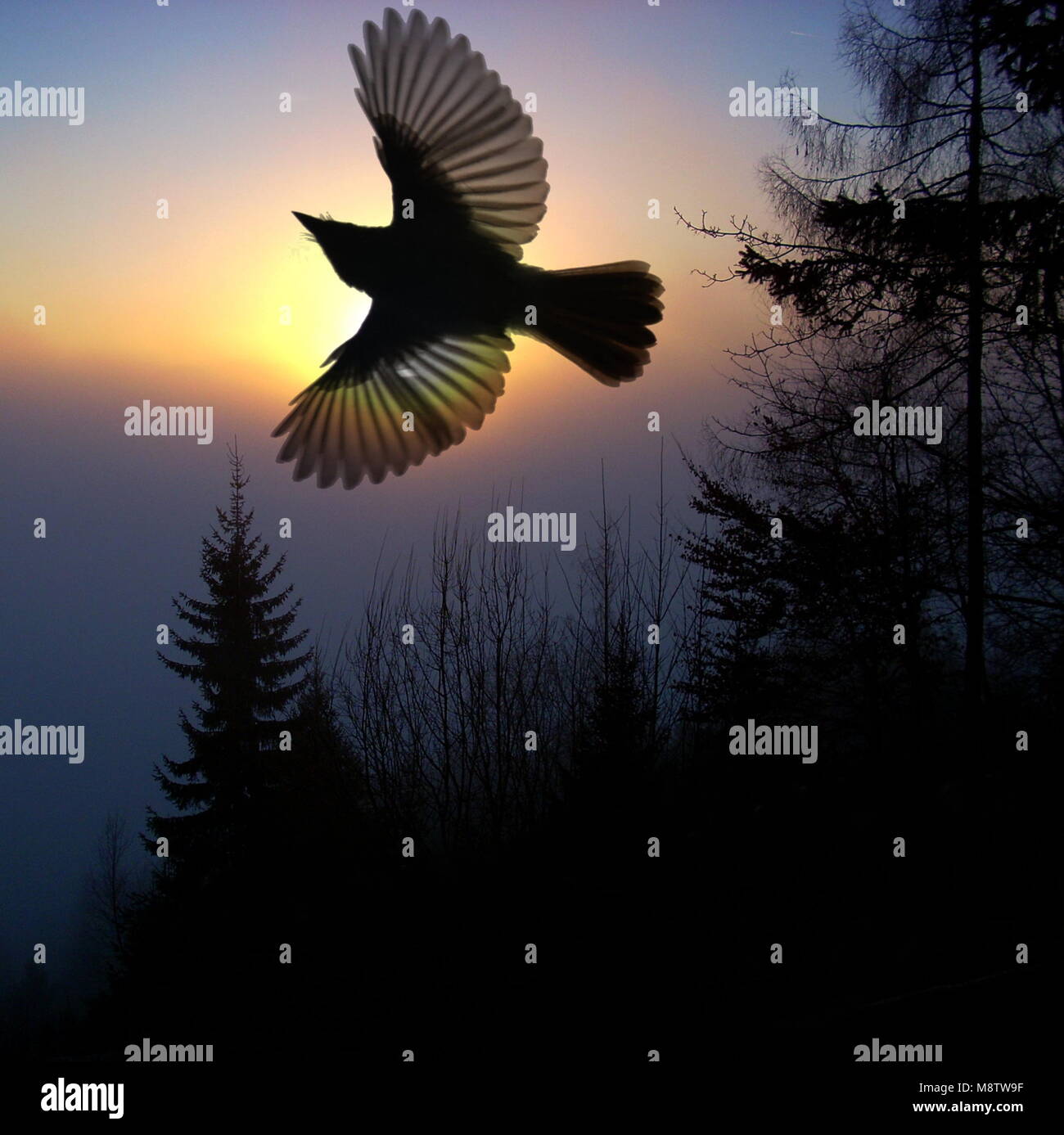 Bird flight silhouette hi-res stock photography and images - Alamy
