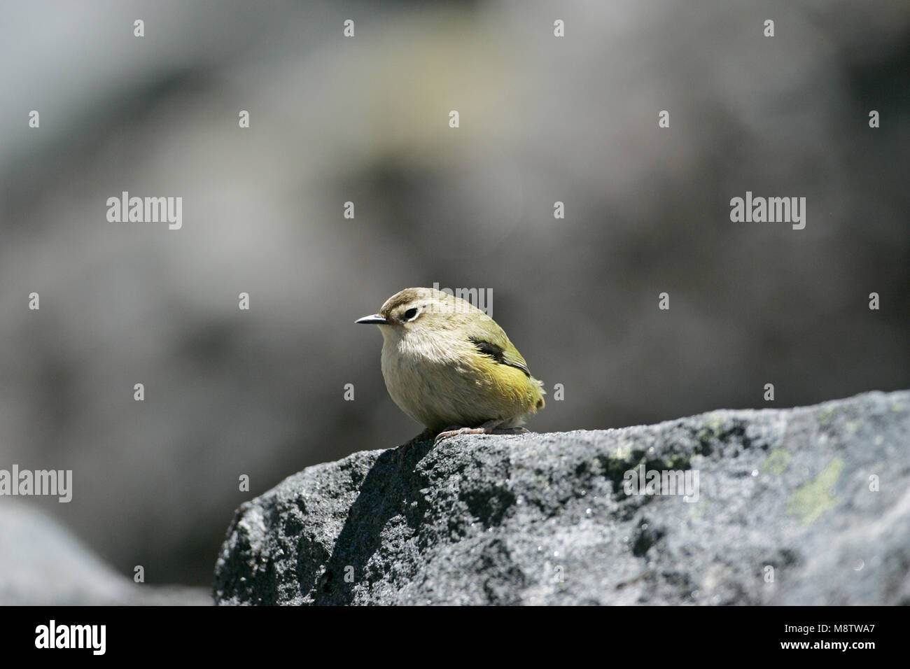 Rock wren new zealand hi-res stock photography and images - Alamy