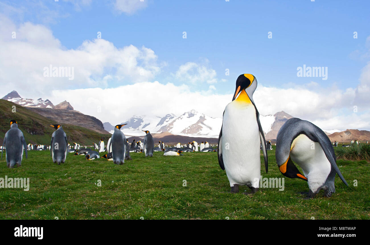 South georgia zuid georgia salisbury plain hi-res stock photography and ...