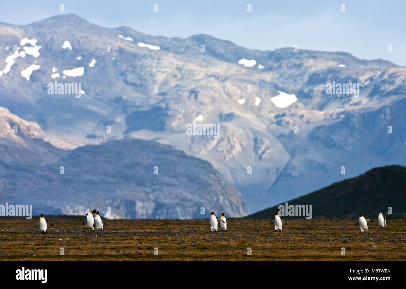 South georgia zuid georgia salisbury plain hi-res stock photography and ...