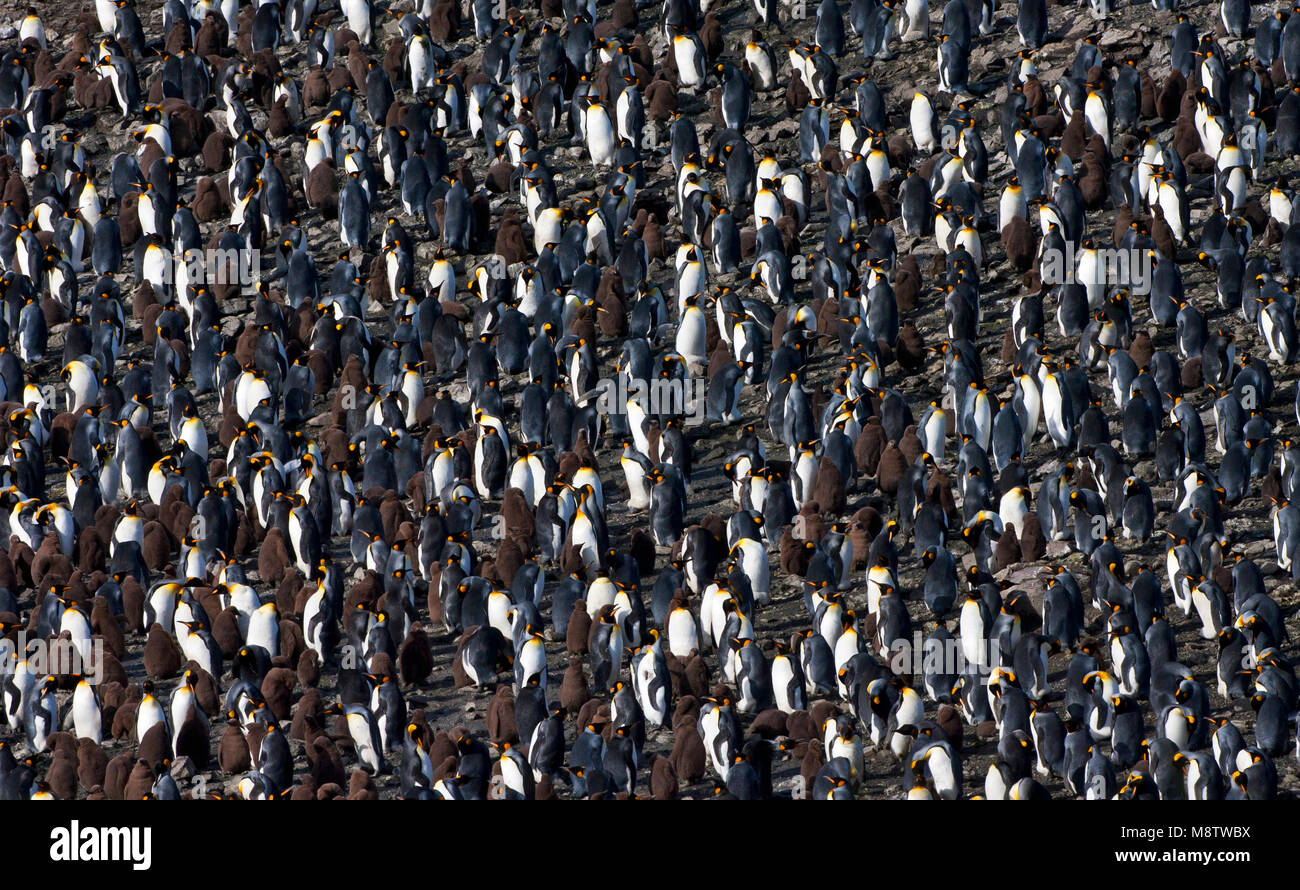 South georgia zuid georgia salisbury plain hi-res stock photography and ...