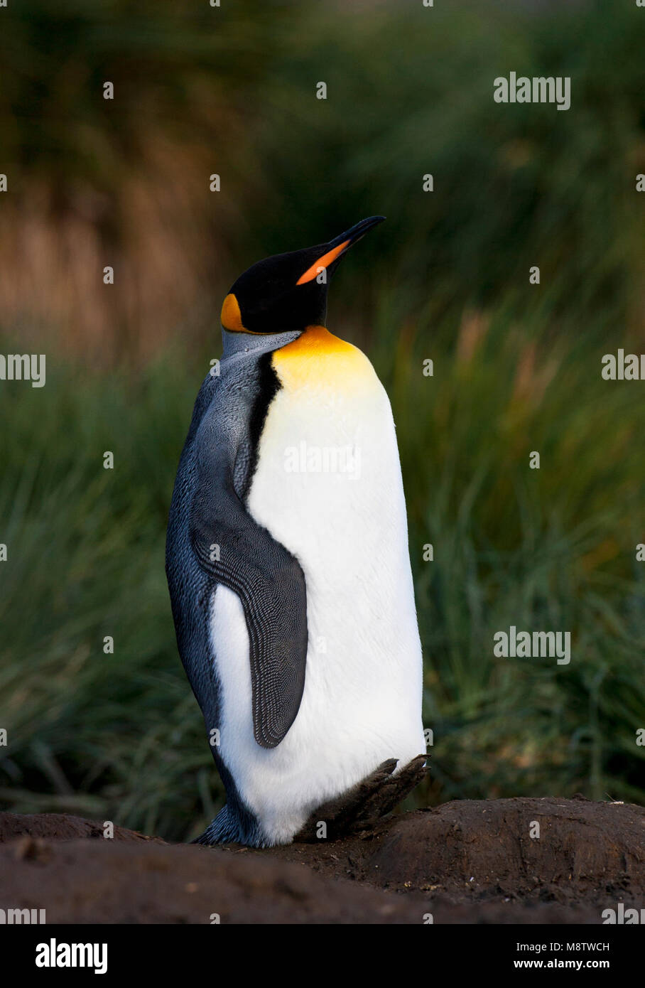 South georgia zuid georgia salisbury plain hi-res stock photography and ...