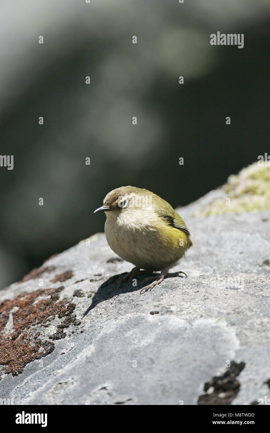 South island wren Xenicus gilviventris Upper Hollyford Valley South ...