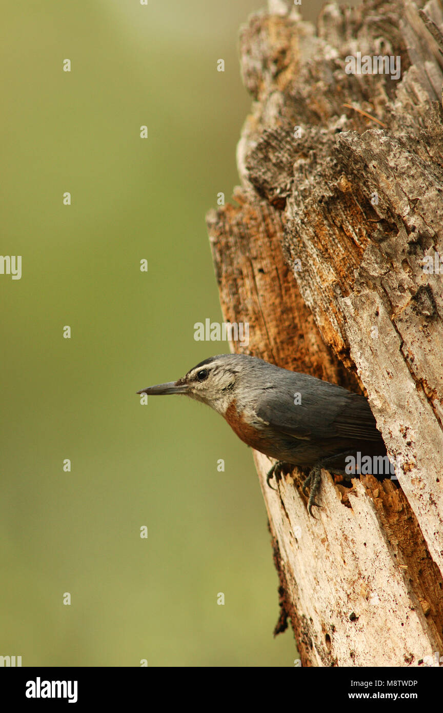 Adult male krupers nuthatch hi-res stock photography and images - Alamy