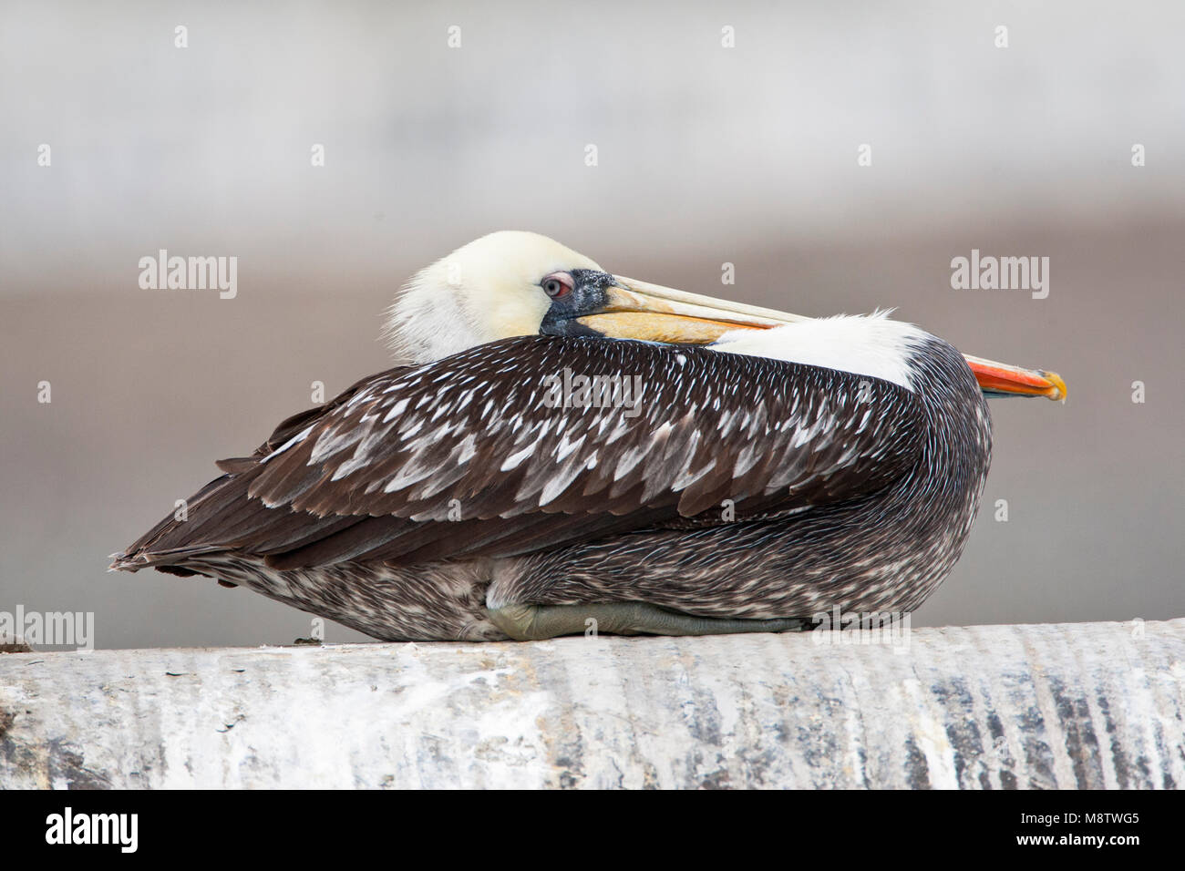Sleeping pelican hi-res stock photography and images - Alamy