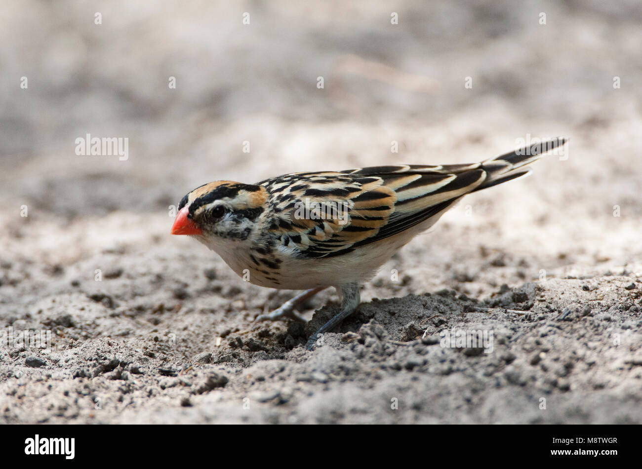 Dominicanerwida, Pin-tailed Whydah, Vidua macroura Stock Photo - Alamy