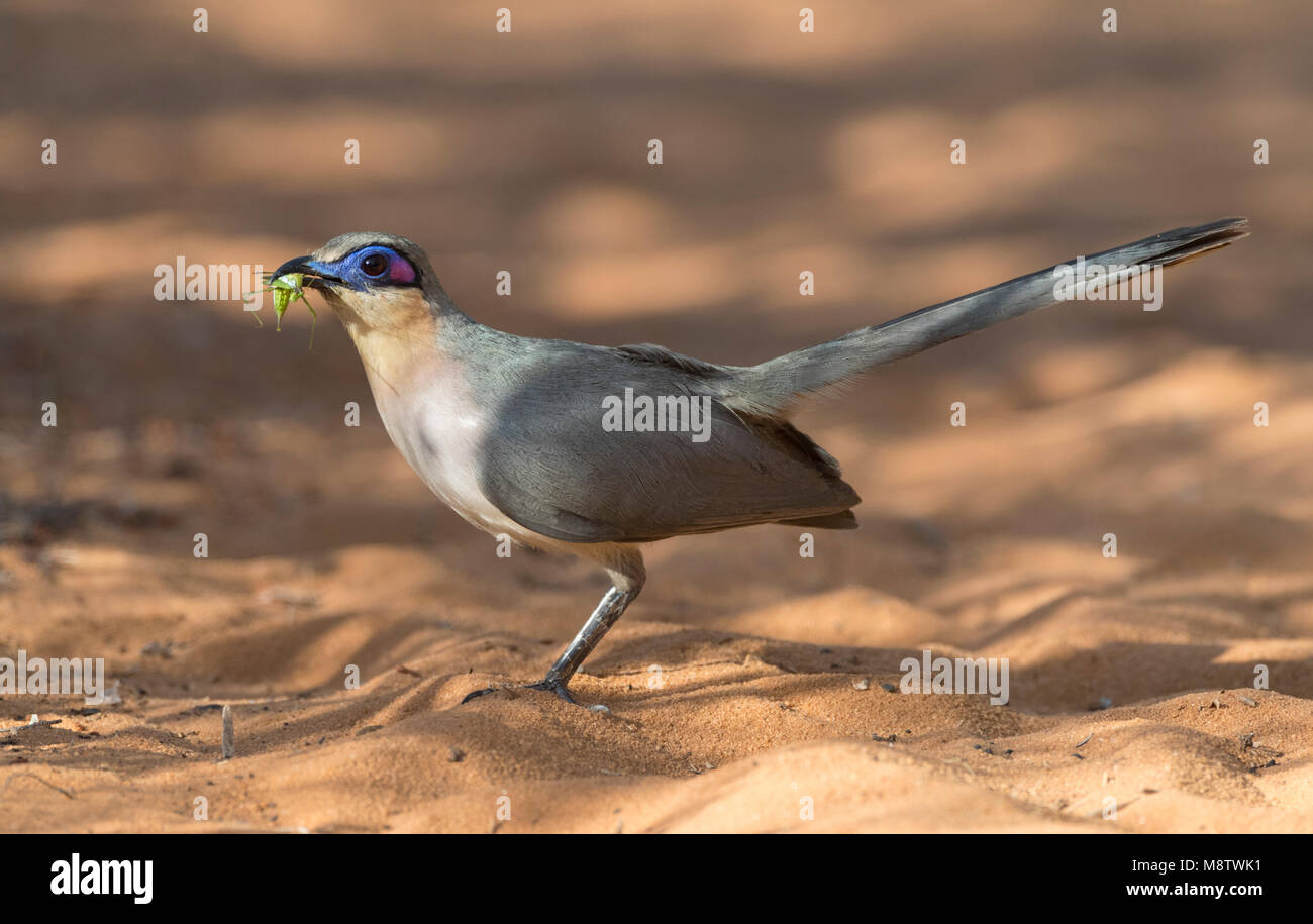 The Running Coua is a endemic species from the semiarid lowland forests ...