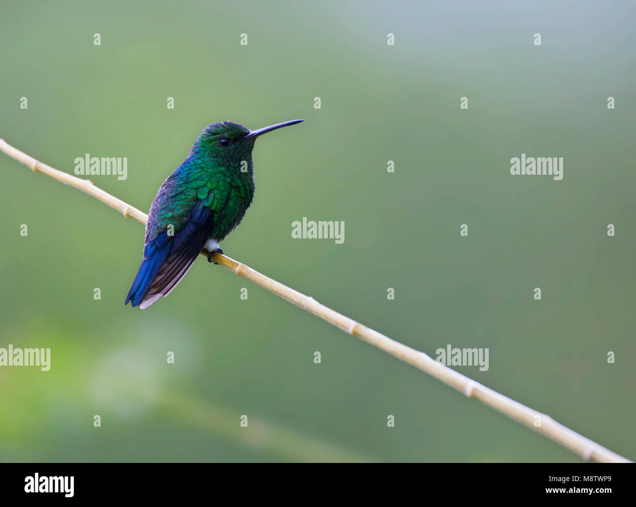 Blauwbuikamazilia, Steely-vented Hummingbird, Amazilia saucerottei ...