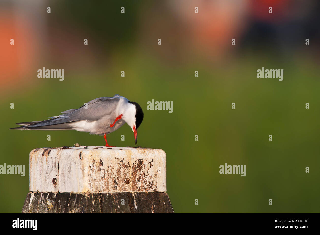 Sterna bird hi-res stock photography and images - Alamy