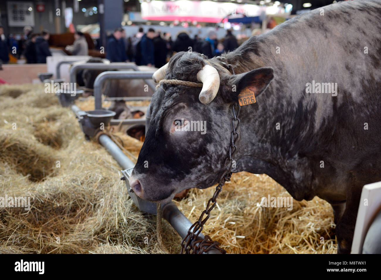Bazadaise Beef Cattle in Cattle Pens or Animal Stalls & Visitors at the ...