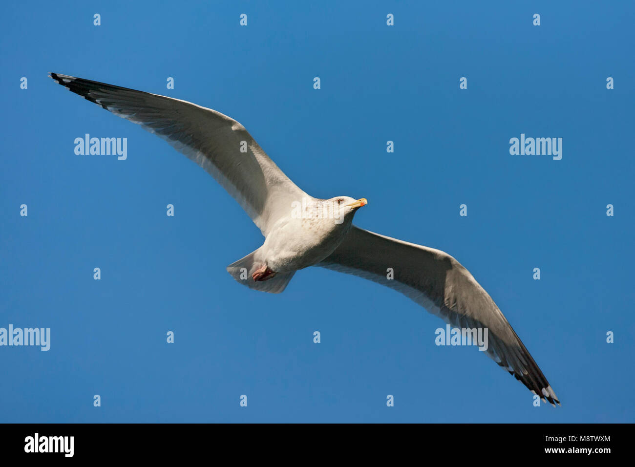 Vega Gull wintering in Japan Stock Photo - Alamy