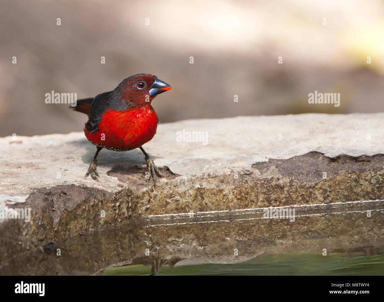 Roodborstblauwsnavel, Western Bluebill, Spermophaga haematina haematina ...