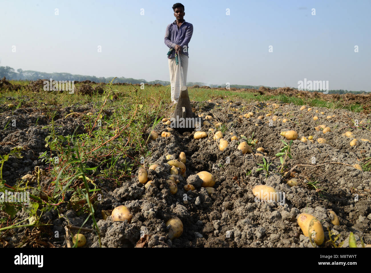 Bangladeshi agricultural workers harvesting potato from the fields in ...