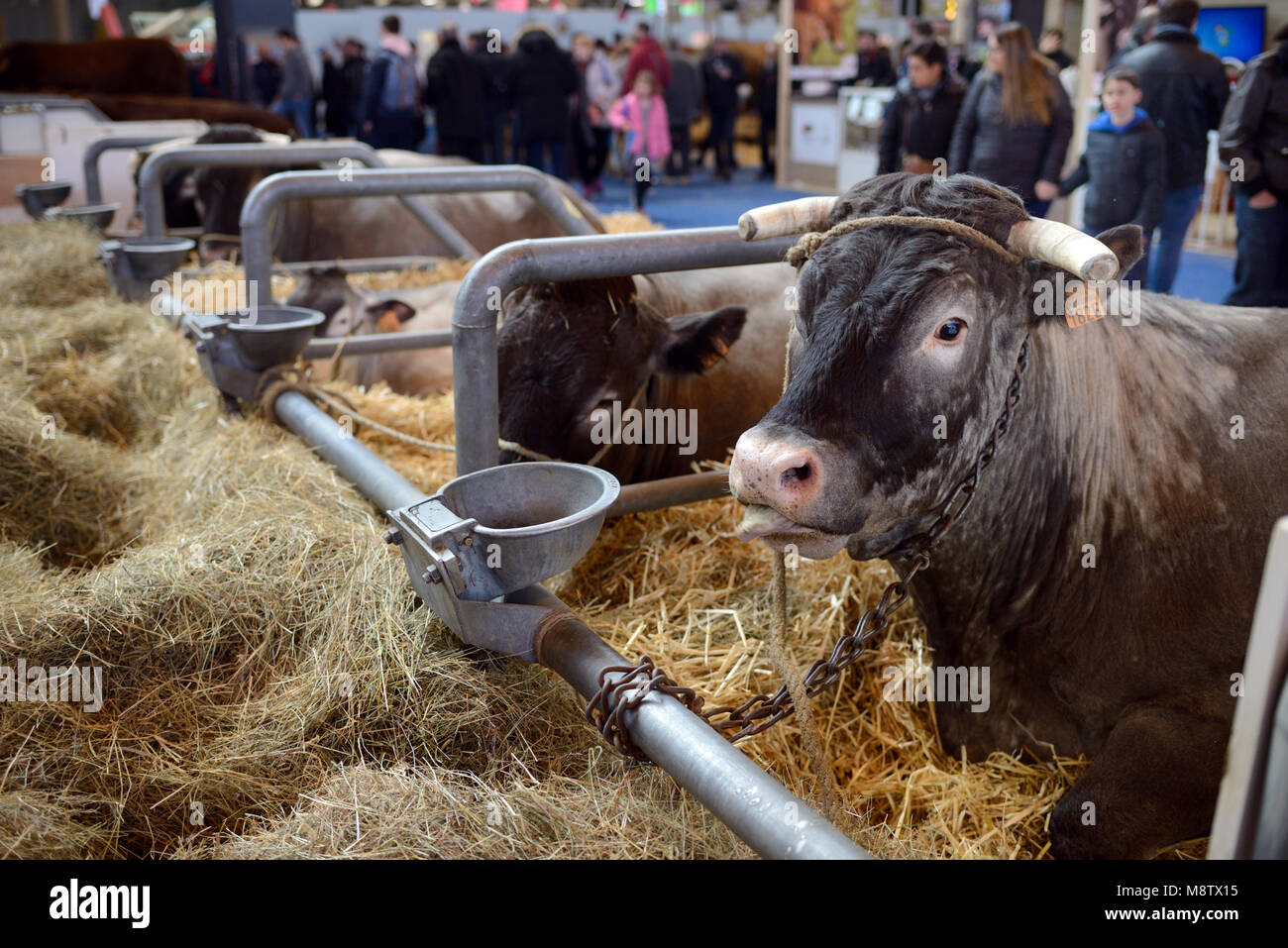 Bazadaise Beef Cattle in Cattle Pens or Animal Stalls & Visitors at the ...