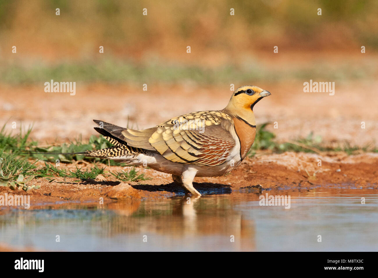 Man Witbuikzandhoen bij de drinkplaats;, Male Pin-tailed Sandgrouse ...
