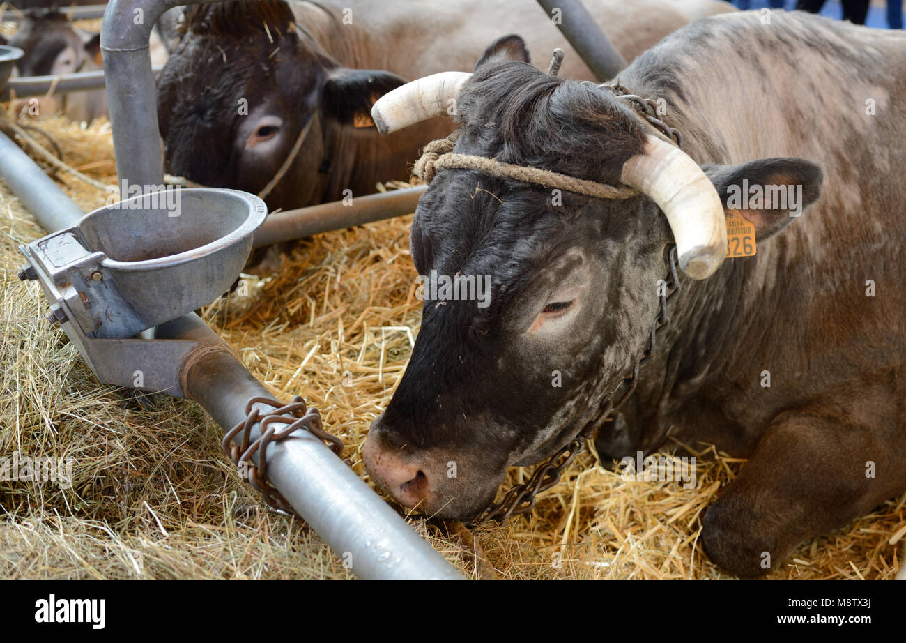 Bazadaise Beef Cattle in Cattle Pens or Animal Stalls at the Paris ...