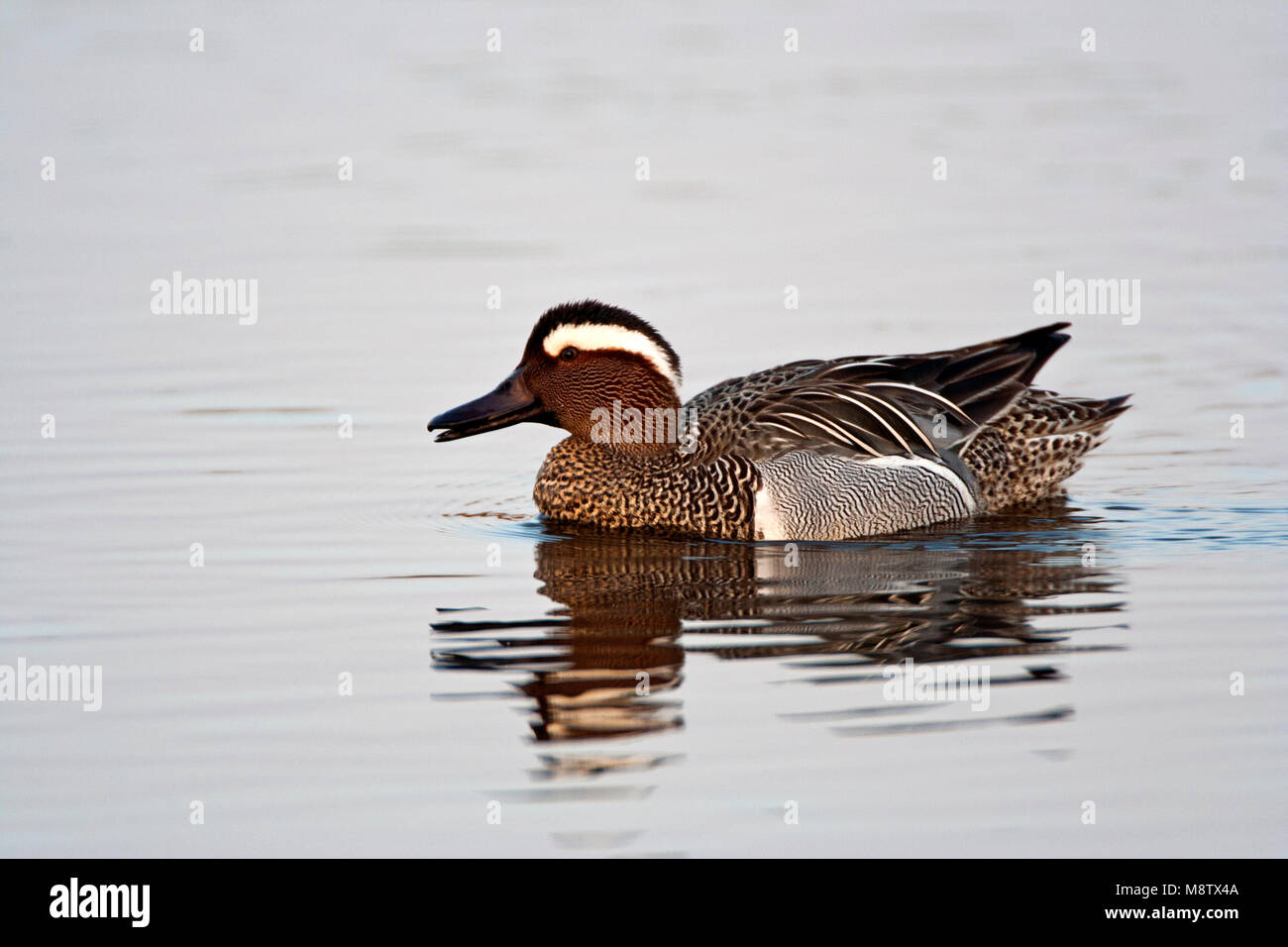 Zomertaling, Garganey, Anas querquedula Stock Photo - Alamy