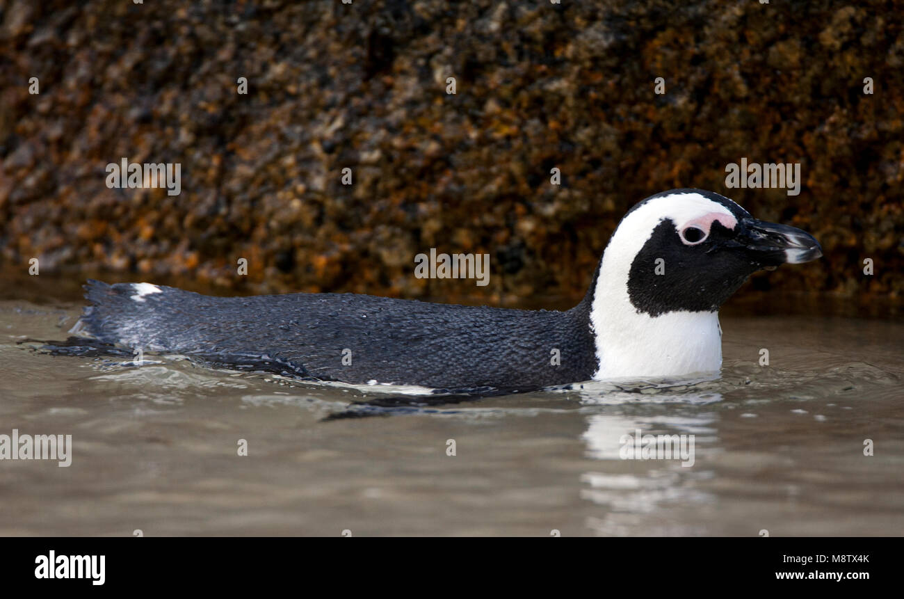 Zwartvoetpinguïn zwemmend in ondiep water; Adult Jackass Penguin ...