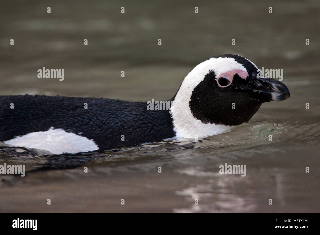 Zwartvoetpinguïn zwemmend in ondiep water; Adult Jackass Penguin ...