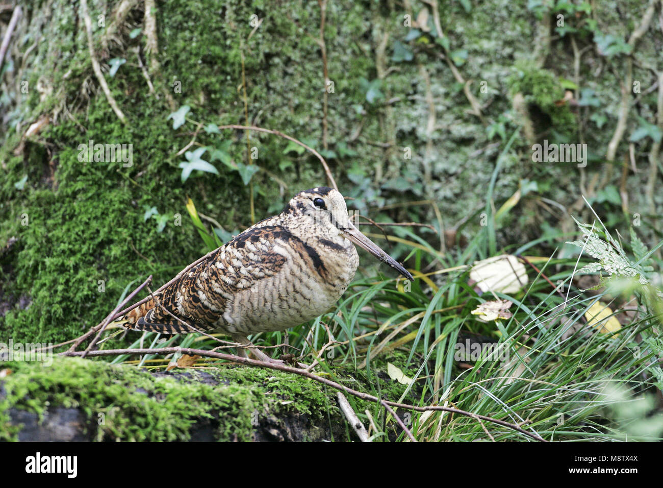 Eurasian woodcock Scolopax rusticola Stock Photo - Alamy