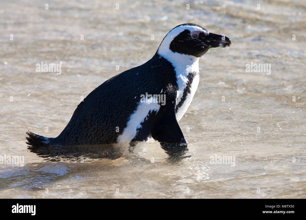 Penguin standing hi-res stock photography and images - Alamy