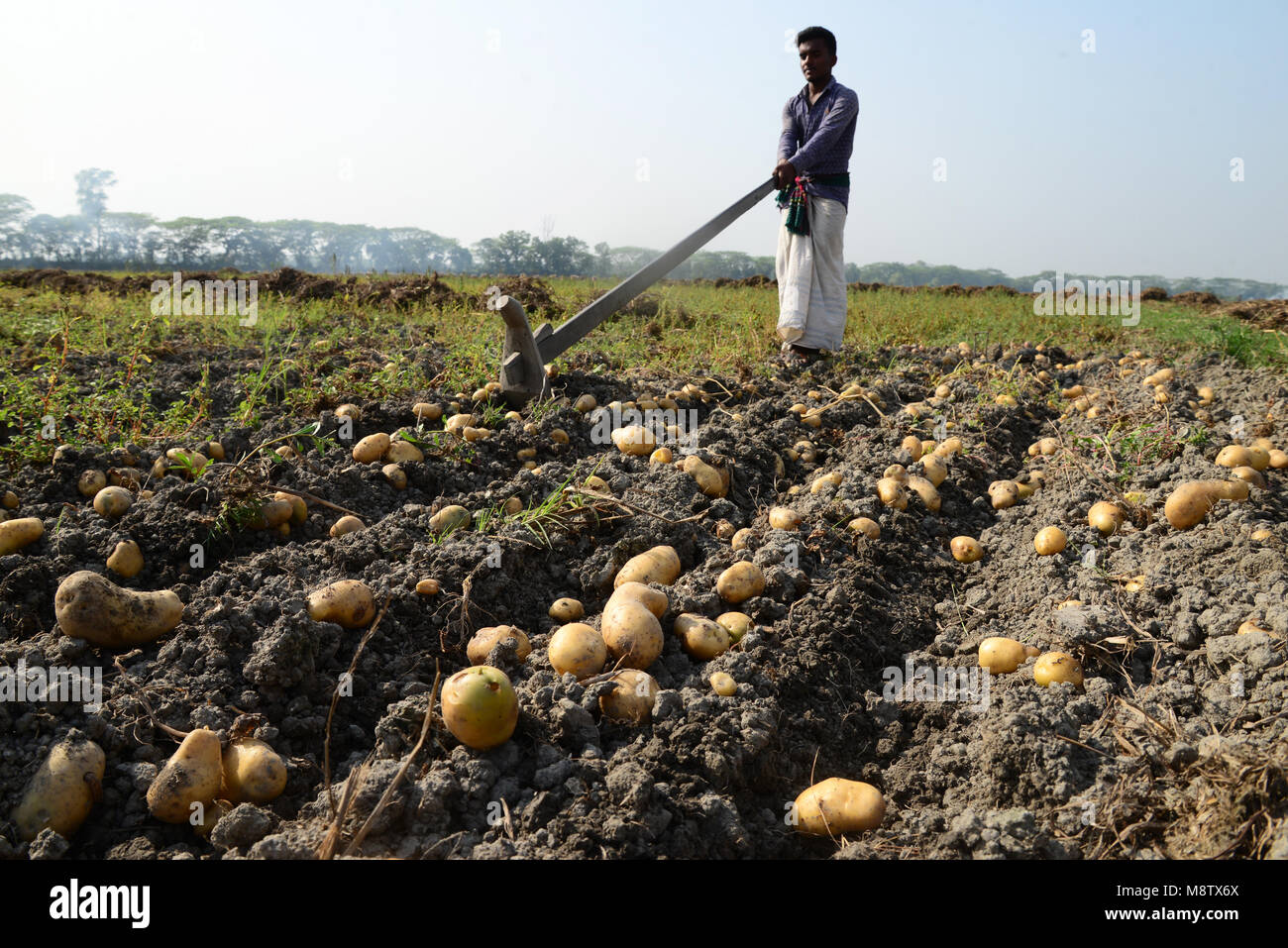 Bangladeshi agricultural workers harvesting potato from the fields in ...
