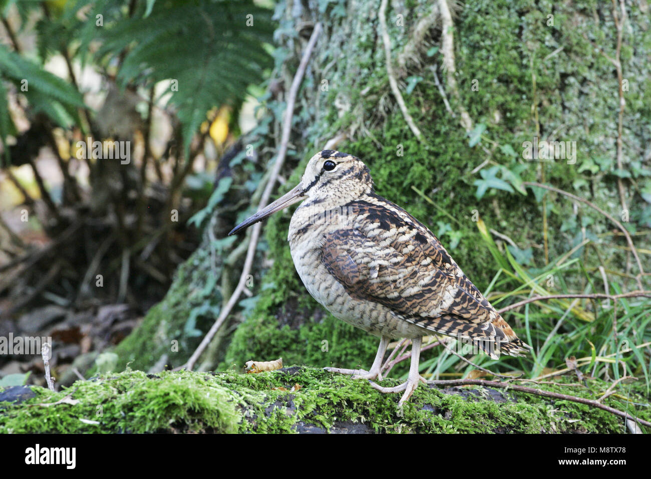 Eurasian woodcock Scolopax rusticola Stock Photo - Alamy