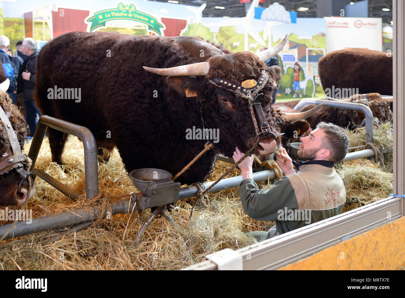 Cattle pen hi-res stock photography and images - Alamy