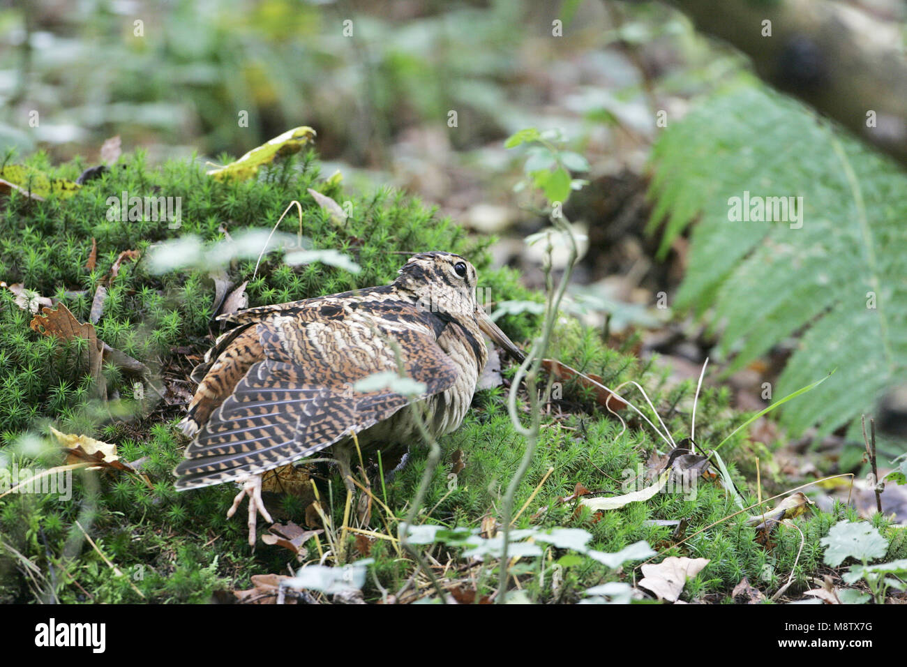 Eurasian woodcock Scolopax rusticola Stock Photo - Alamy
