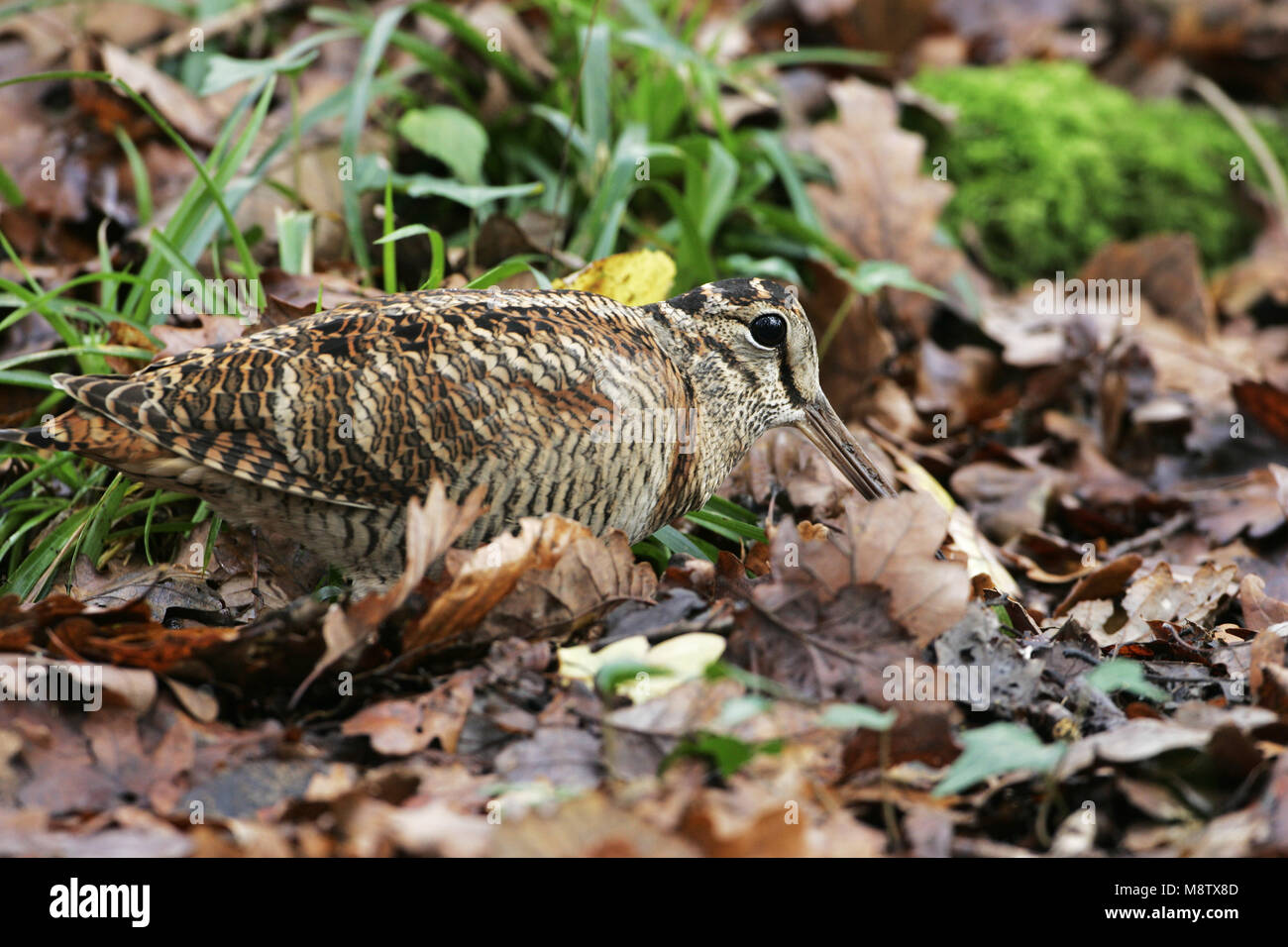 Eurasian woodcock Scolopax rusticola Stock Photo - Alamy