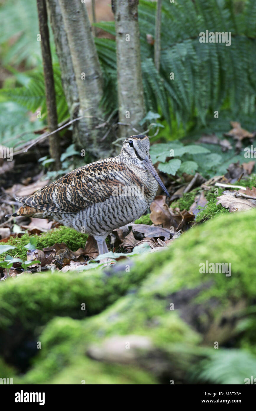 Eurasian woodcock Scolopax rusticola Stock Photo - Alamy