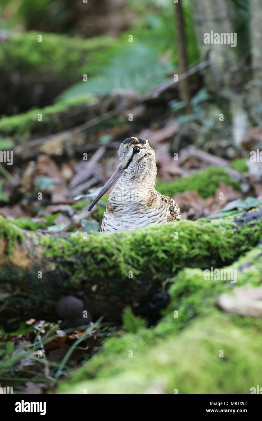 Eurasian woodcock Scolopax rusticola Stock Photo - Alamy