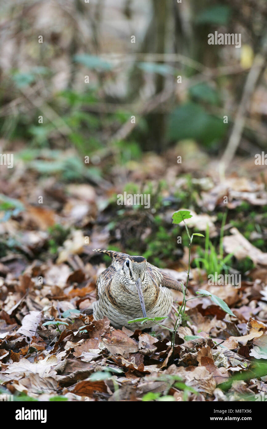 Eurasian woodcock Scolopax rusticola Stock Photo - Alamy