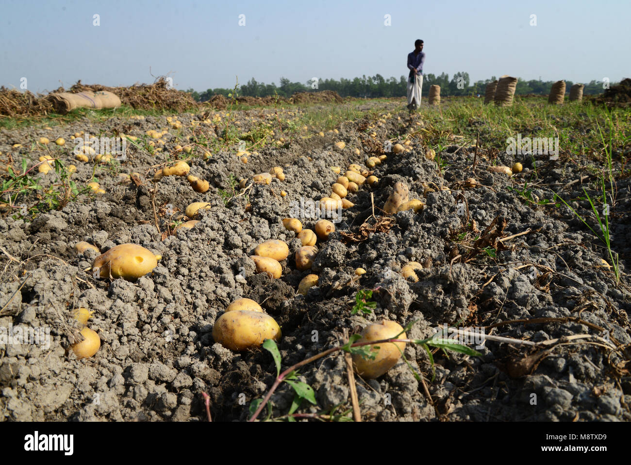 Bangladeshi agricultural workers harvesting potato from the fields in ...
