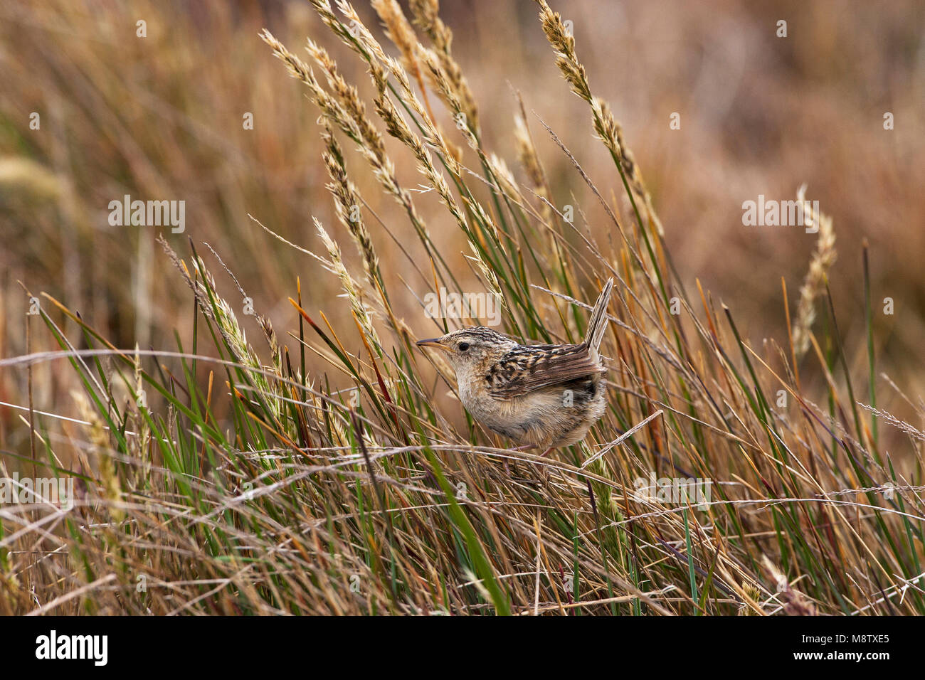 Falkland grass wren Cistothorus platensis falklandicus amongst Tussac ...